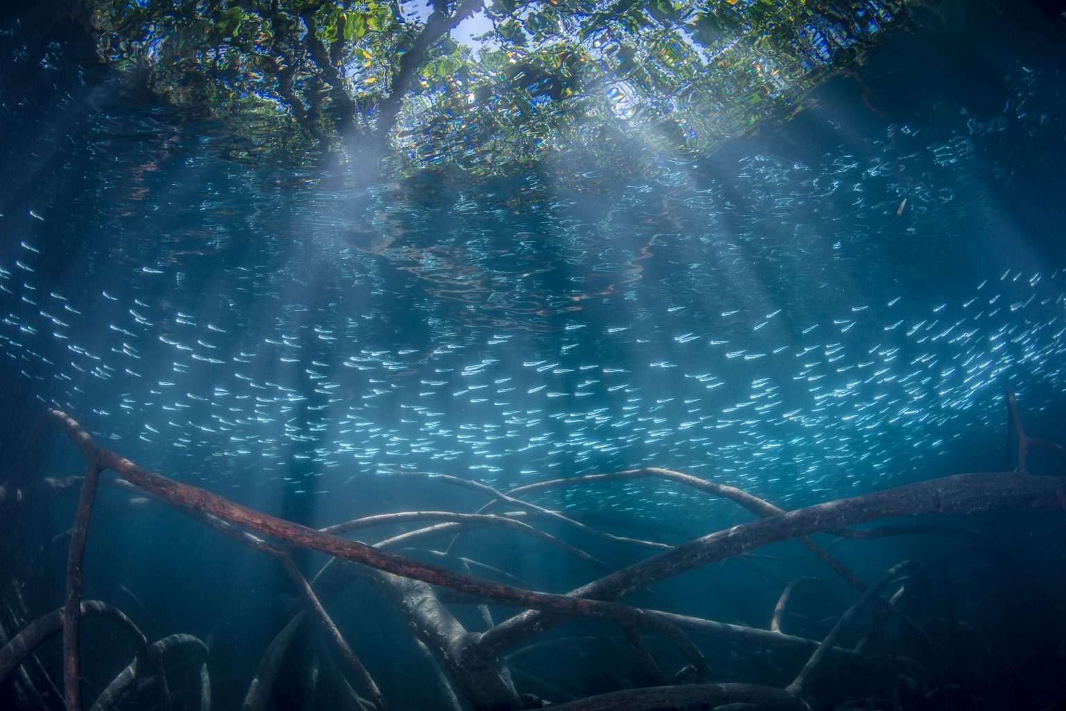 The High-Level Ambition Group on Blue Carbon – Blue Carbon Partnership